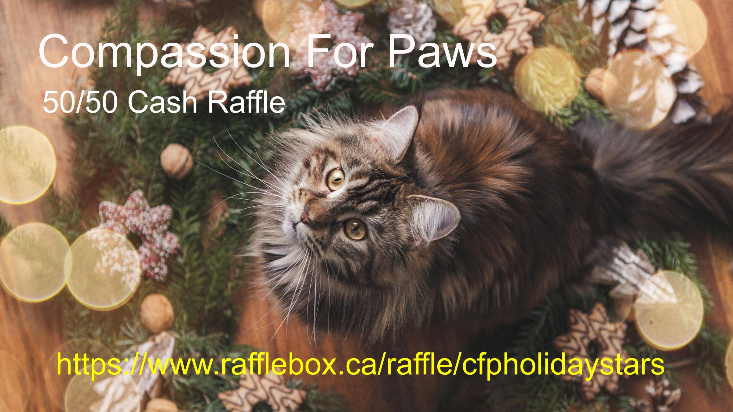 Compassion For Paws 50/50 Holiday Stars Cash Raffle Fundraiser | Rafflebox
